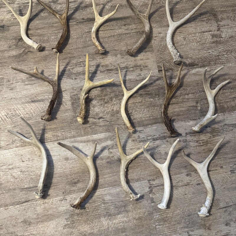 Real Deer Antlers - Etsy