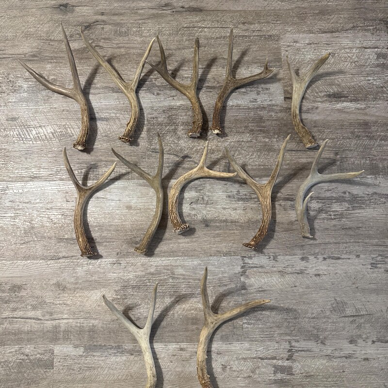 Real Deer Antlers - Etsy