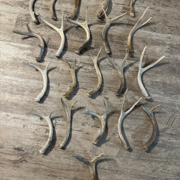 Deer Antler Decor - Etsy