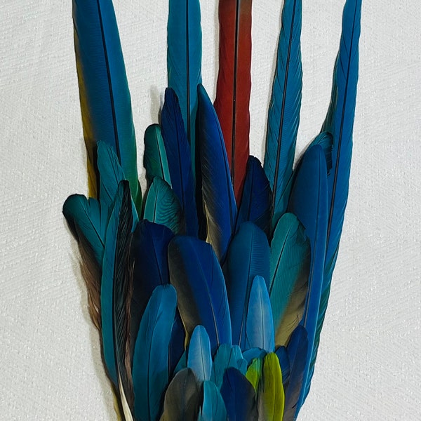 Rare Bird Feathers - Etsy