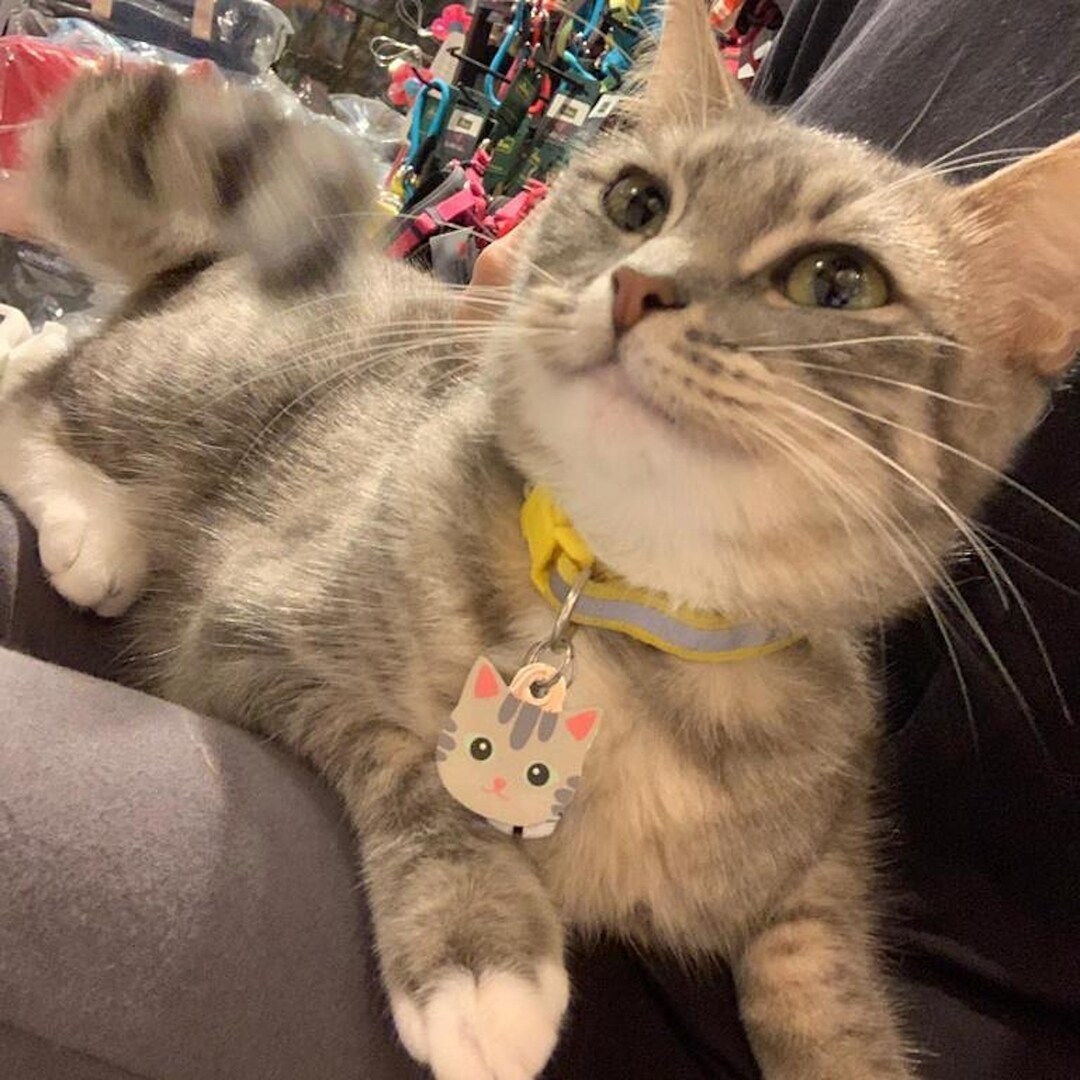 Cat Tag Personalized | Pet Tag, Custom Cat Collar Tag | Engraved Cat ID ...