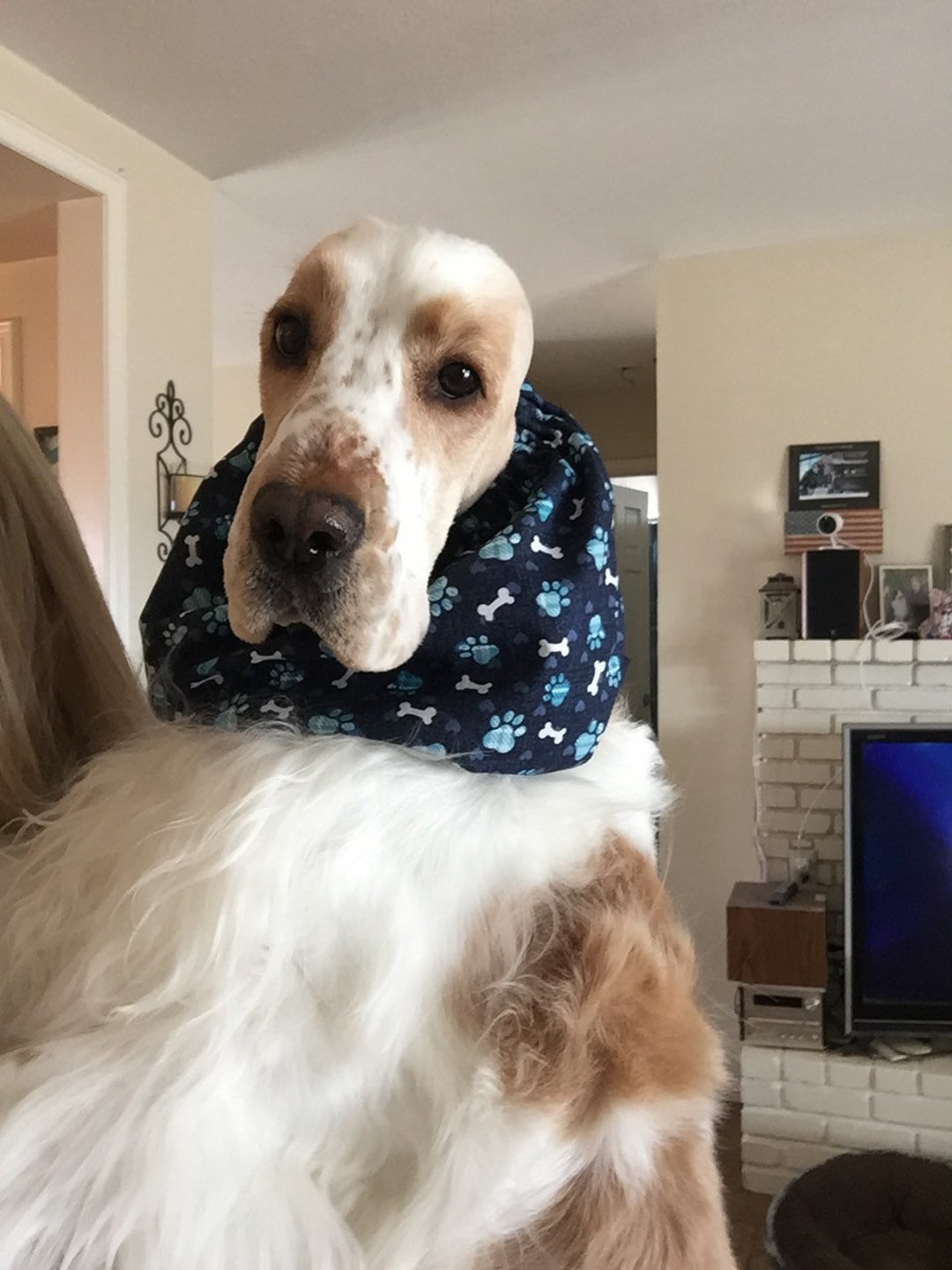 Handmade Dog Snood: English Cocker Spaniel Ear Protector - Etsy