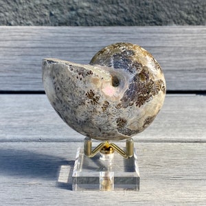 Fossil Shell Ammonite 215g With Stand - Etsy