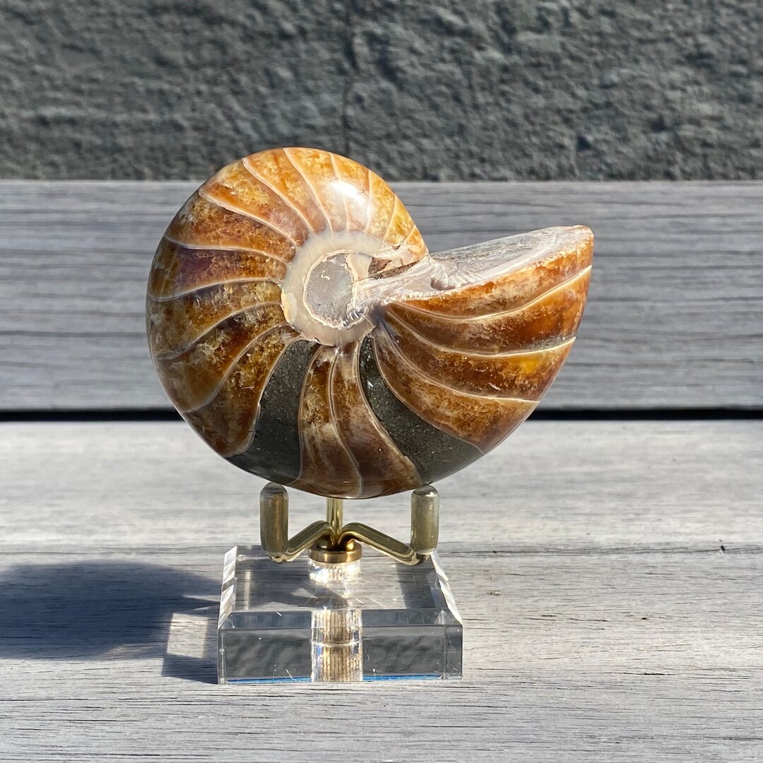 Fossil Parrot Shell Ammonite Large 226g With Stand - Etsy Australia