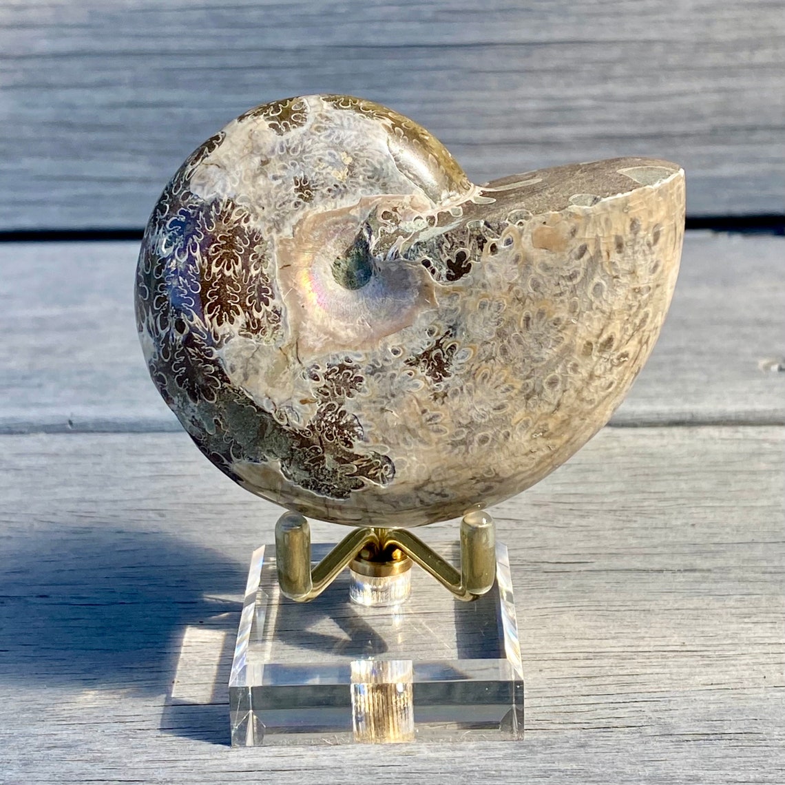 Fossil Shell Ammonite 215g With Stand - Etsy