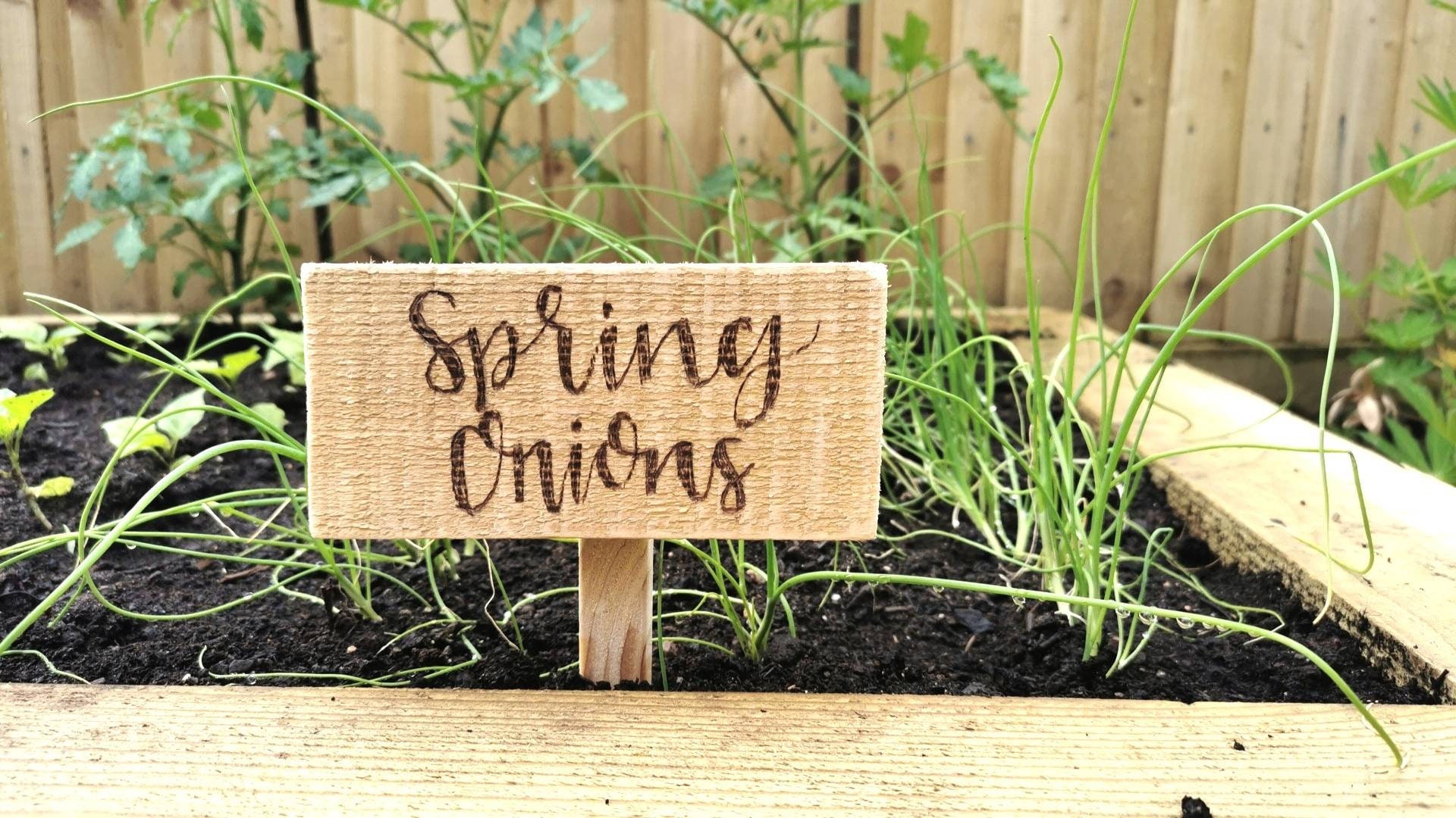 Vegetable Garden Signs Herb Signs Fruit and Veg Signs - Etsy UK