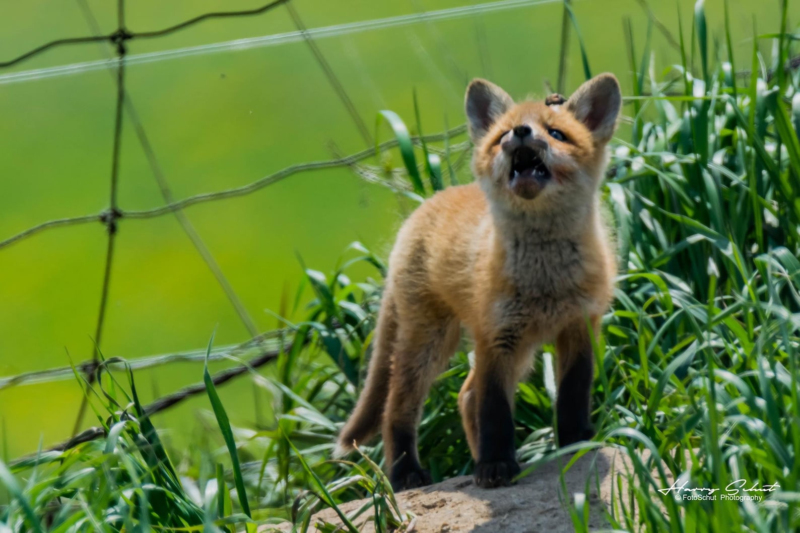 Howling Practice Red Fox Kit Fine Art Photography Wildlife - Etsy