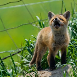 Howling Practice Red Fox Kit Fine Art Photography Wildlife - Etsy