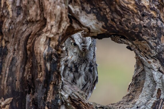 Eastern Screech Owl Camouflage