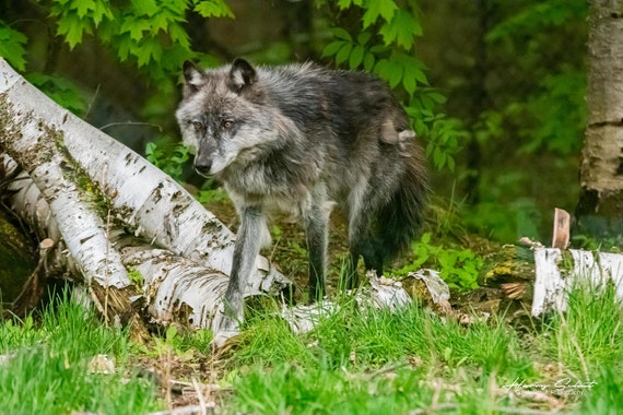 Into the Open Western Timberwolf Fine Art Photography | Etsy