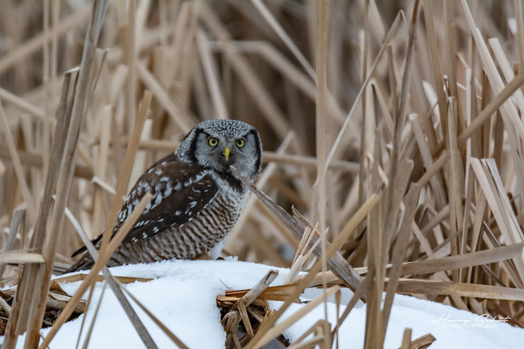 Funny Northern Hawk Owl