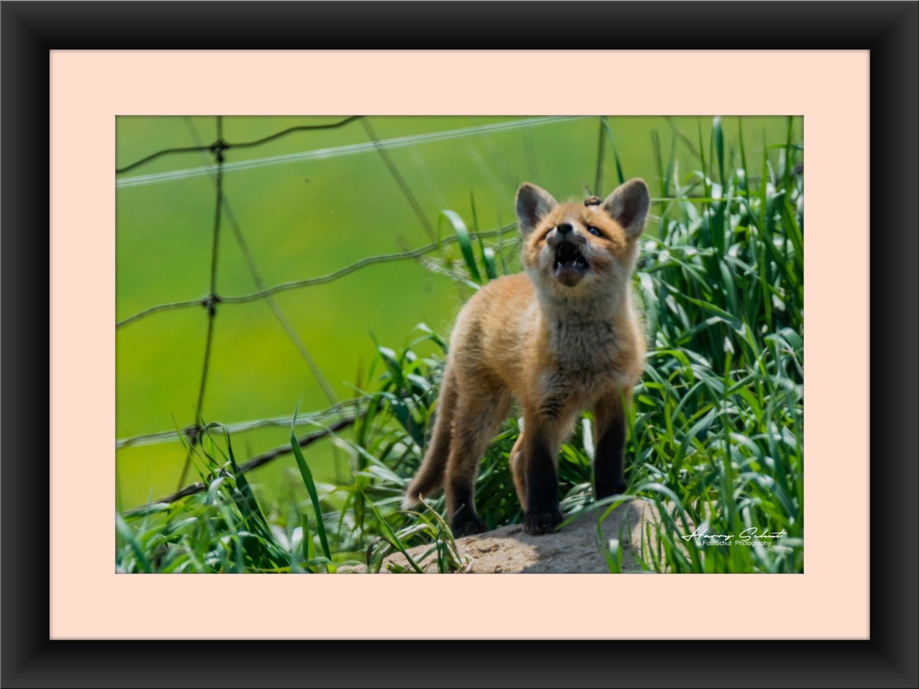 Howling Practice Red Fox Kit Fine Art Photography Wildlife - Etsy