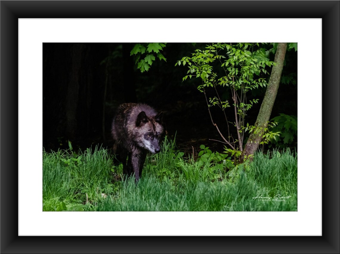 Out of the Shadows Western Timber Wolf Fine Art - Etsy
