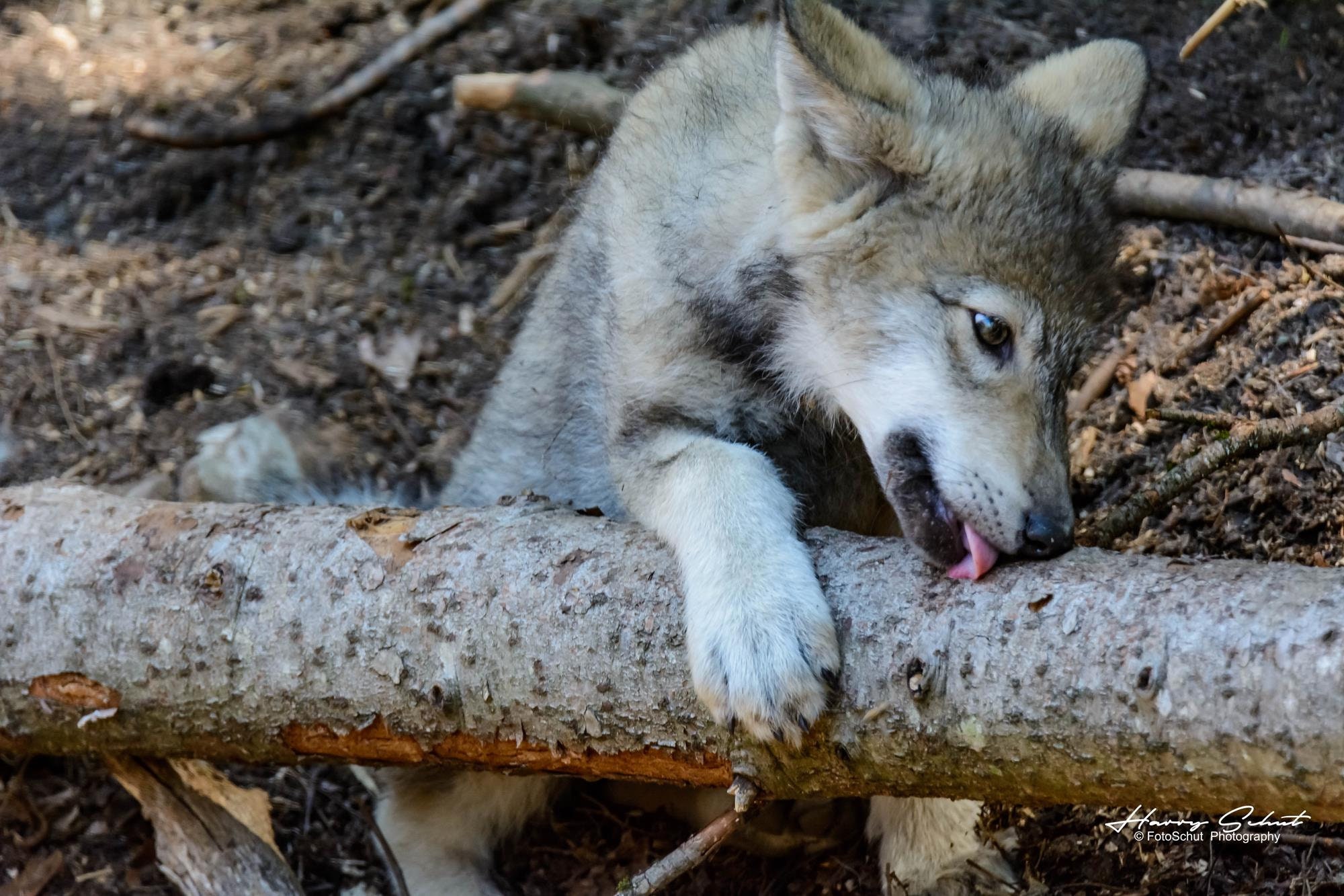 Love. This. Tree. Grey Wolf Fine Art Photography Wildlife - Etsy