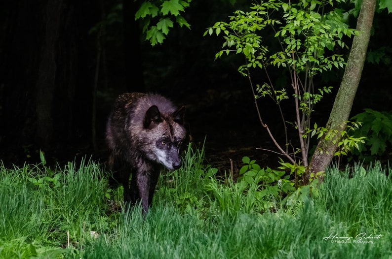 Out of the Shadows Western Timber Wolf Fine Art - Etsy