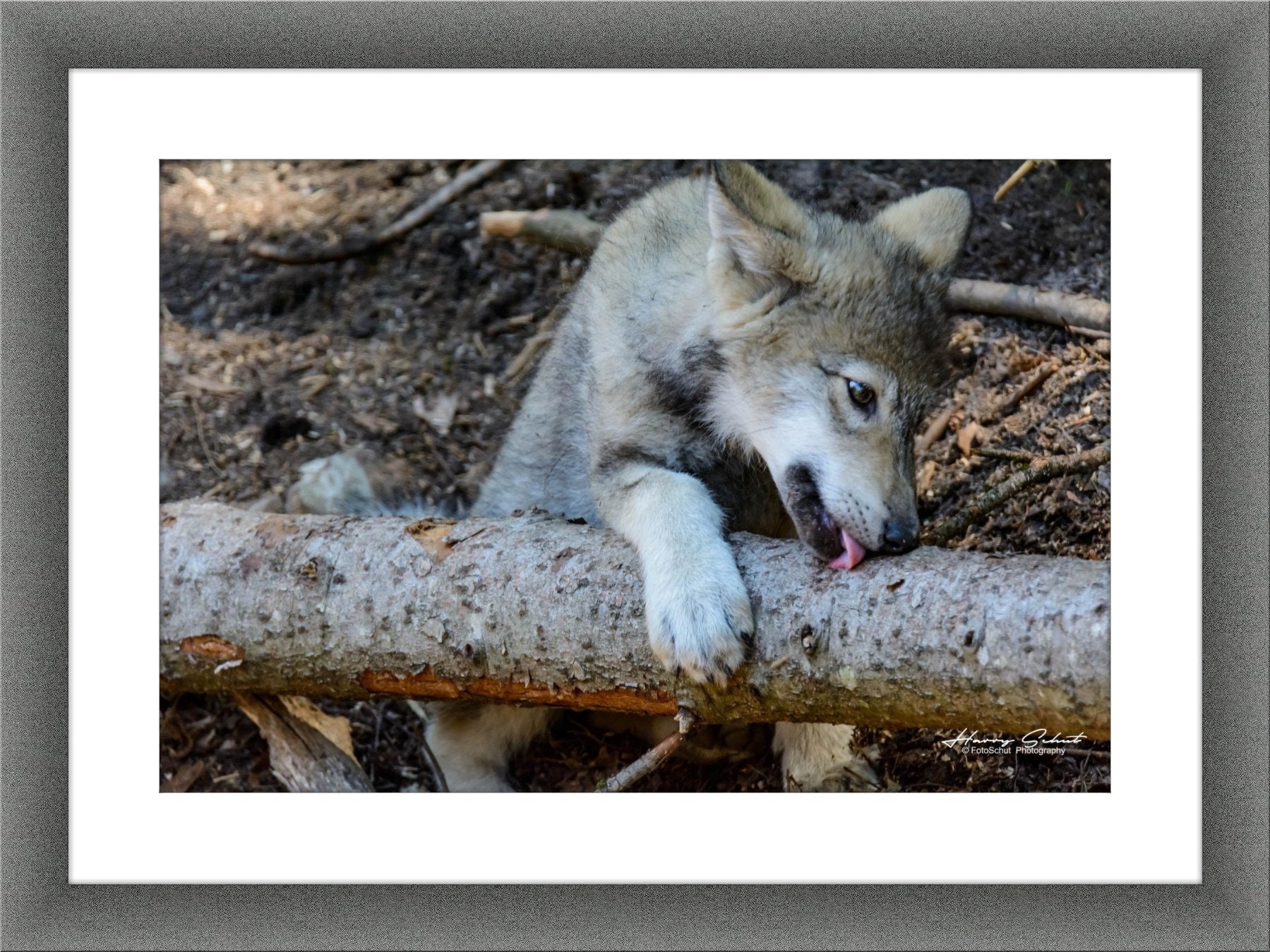 Love. This. Tree. Grey Wolf Fine Art Photography Wildlife - Etsy