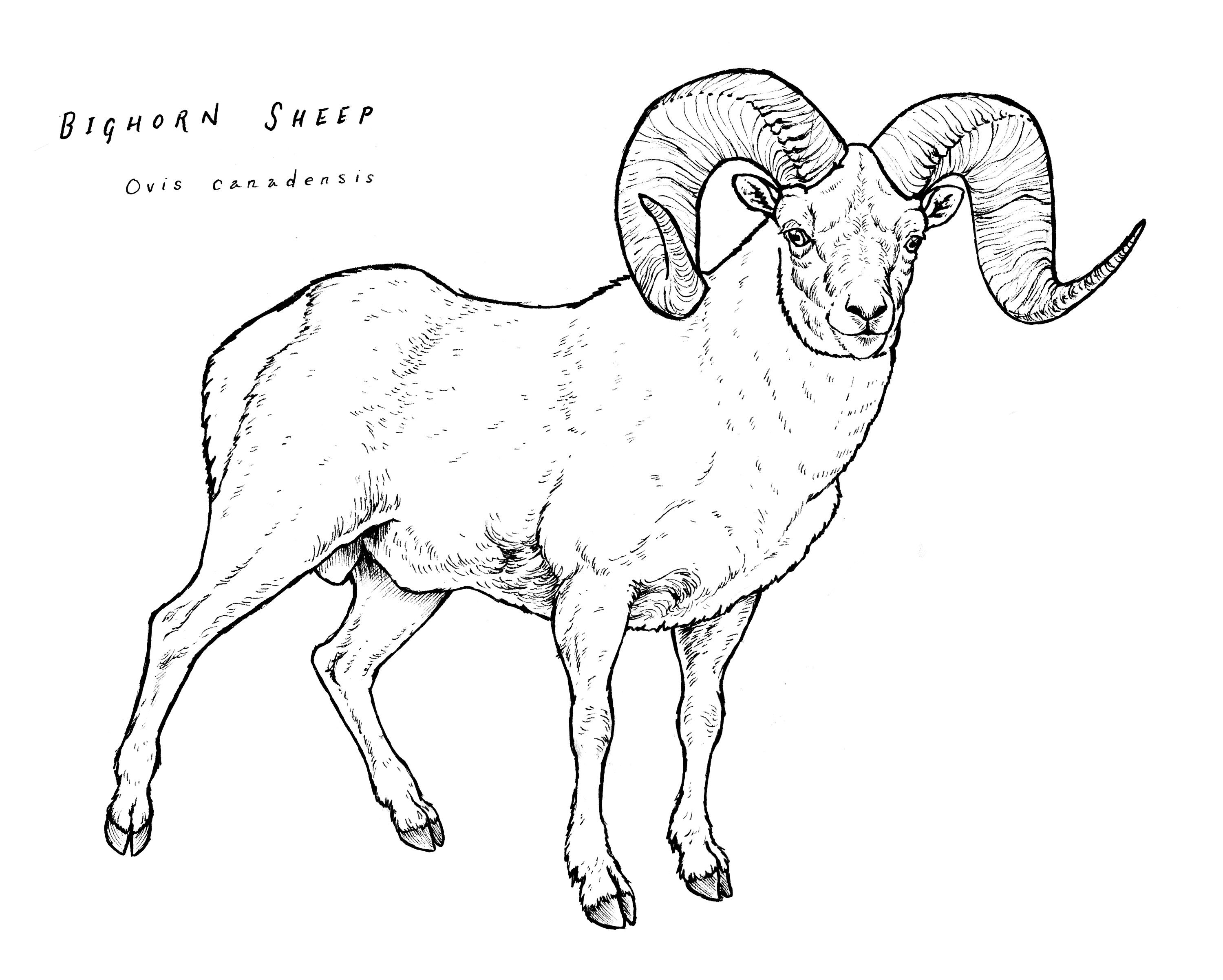 Bighorn Sheep Coloring Page | Etsy