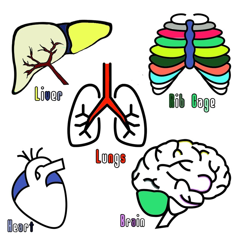 Printable Coloring Pages for Kids Craft | Anatomy | Science | Children ...