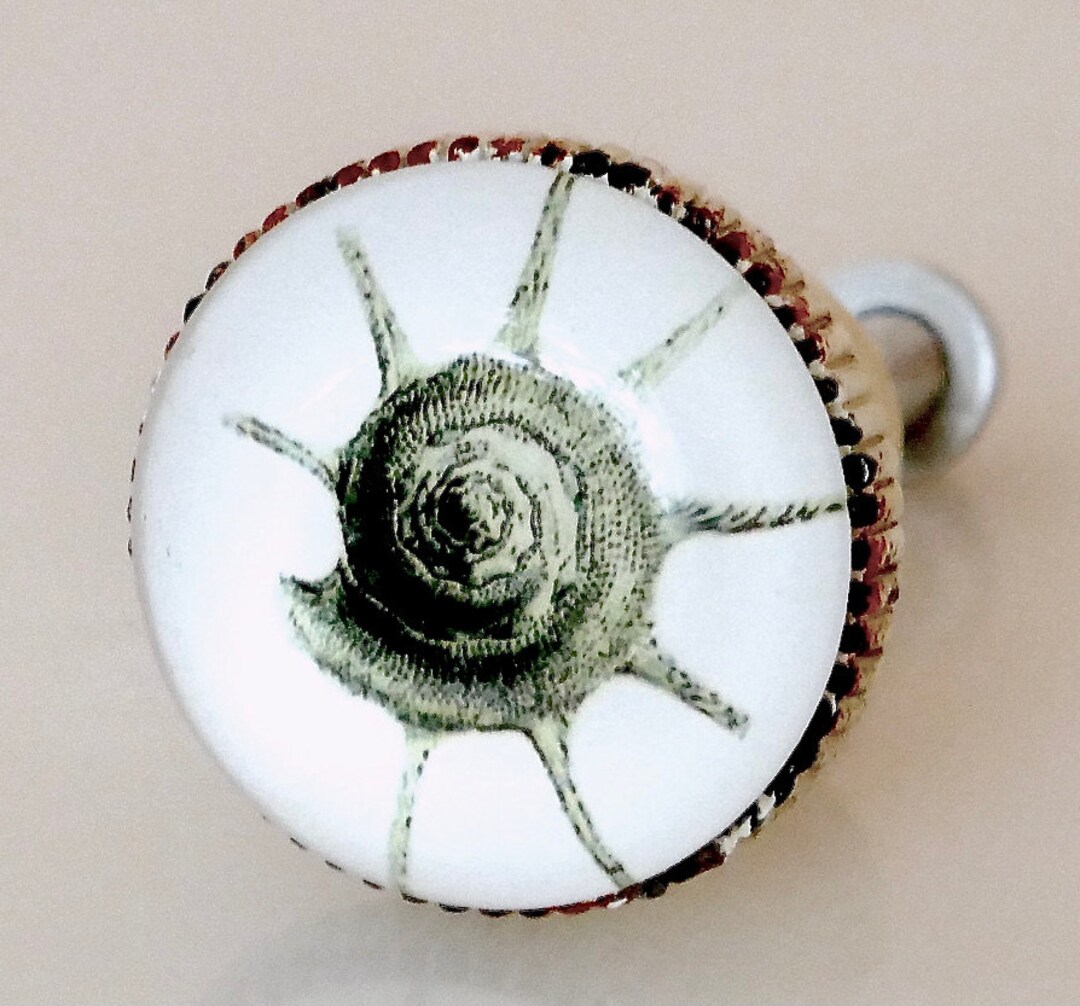 Spiny Conch Retro Whitewashed Cabinet Knob - Etsy