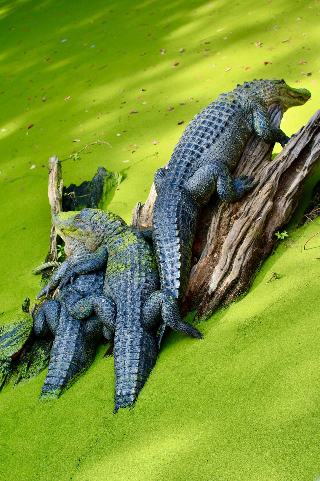 Three Alligators | Sunbathing Mossy Swamp | Jacksonville Florida - Etsy