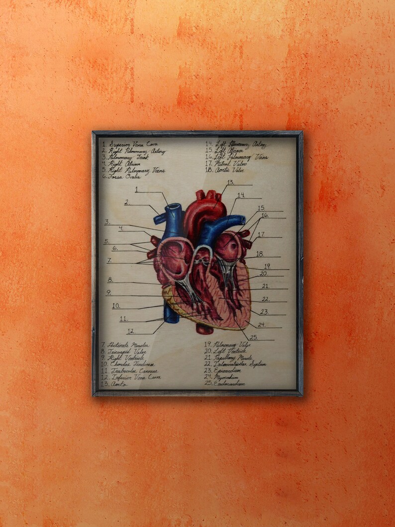 Coronal Cut of the Heart Diagram - Biocreativearts - Art Prints for ...