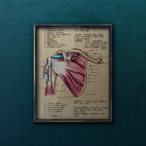 Anatomy of the Shoulder Diagram Biocreativearts Art Prints for Doctors ...