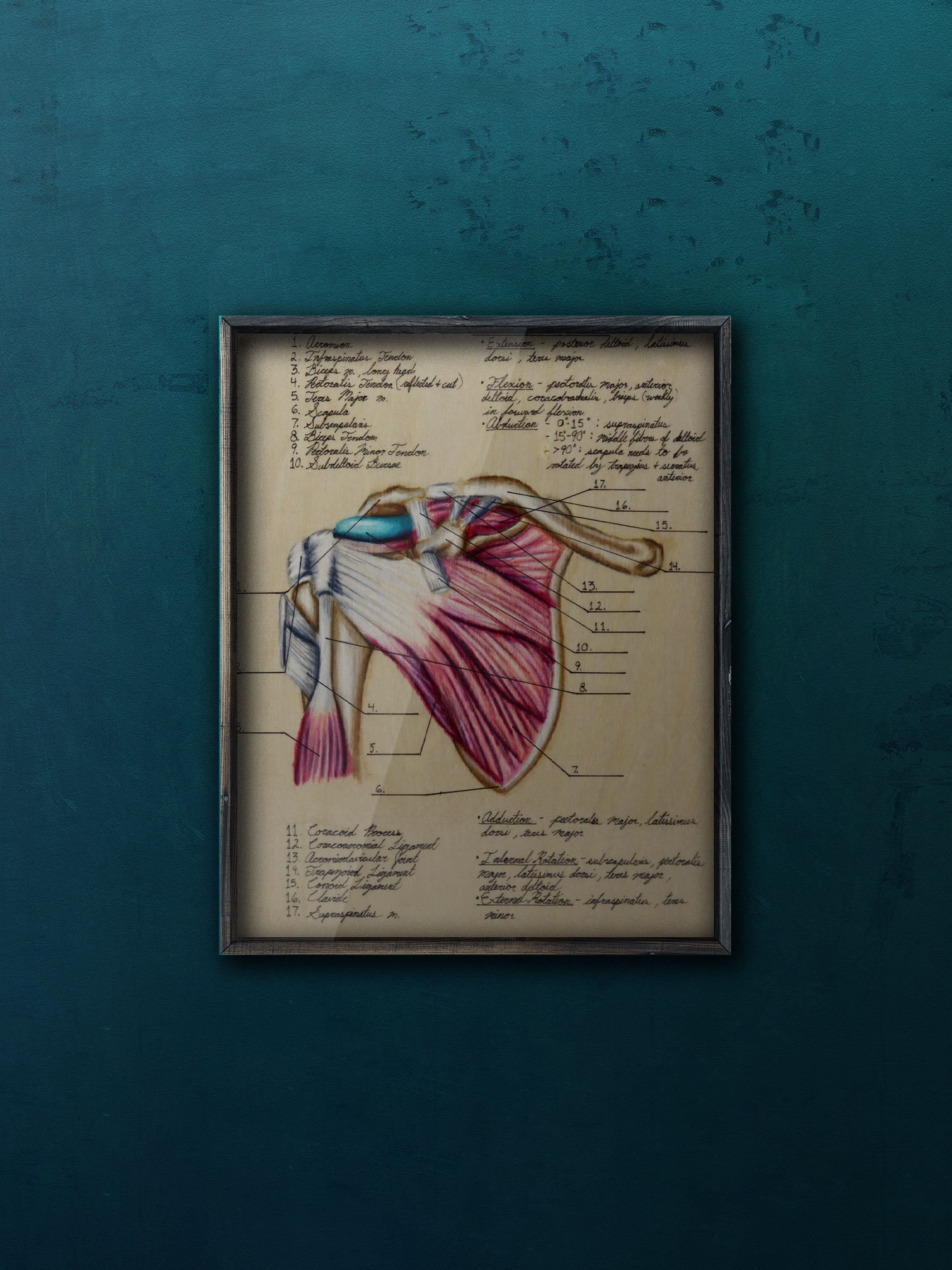 Anatomy of the Shoulder Diagram - Biocreativearts - Art Prints for ...