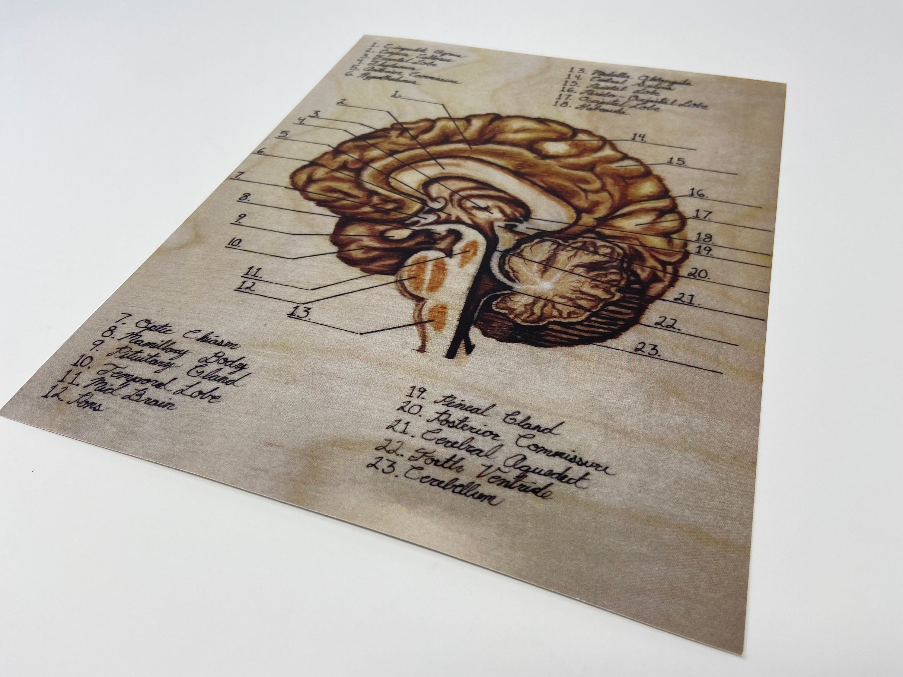 Sagittal Cut of the Brain Diagram Drawn on Wood - Biocreativearts - Art ...