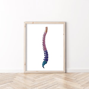 Color Coordinated Spinal Section Spine - Biocreativearts - Art Prints ...