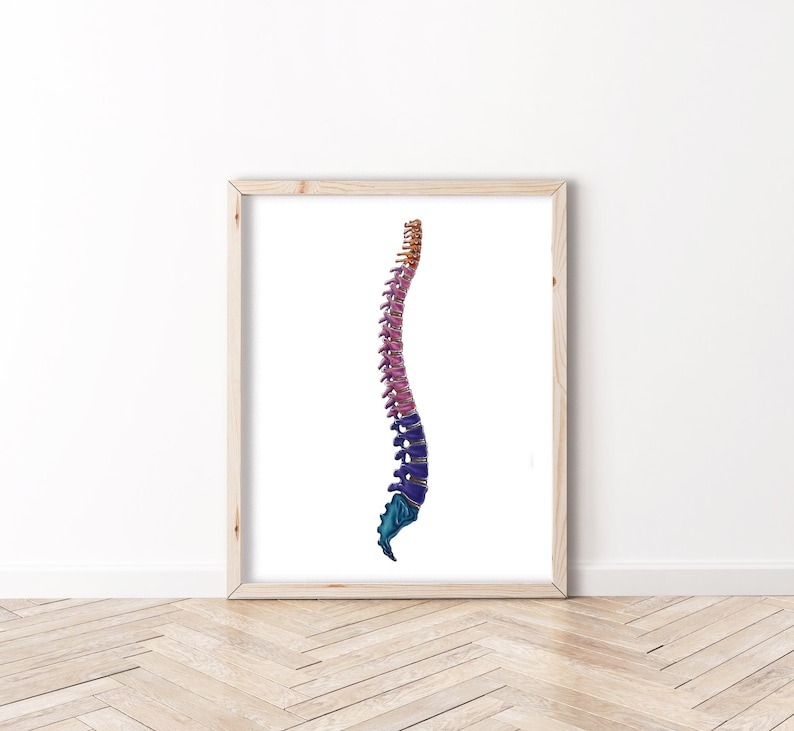 Color Coordinated Spinal Section Spine - Biocreativearts - Art Prints ...