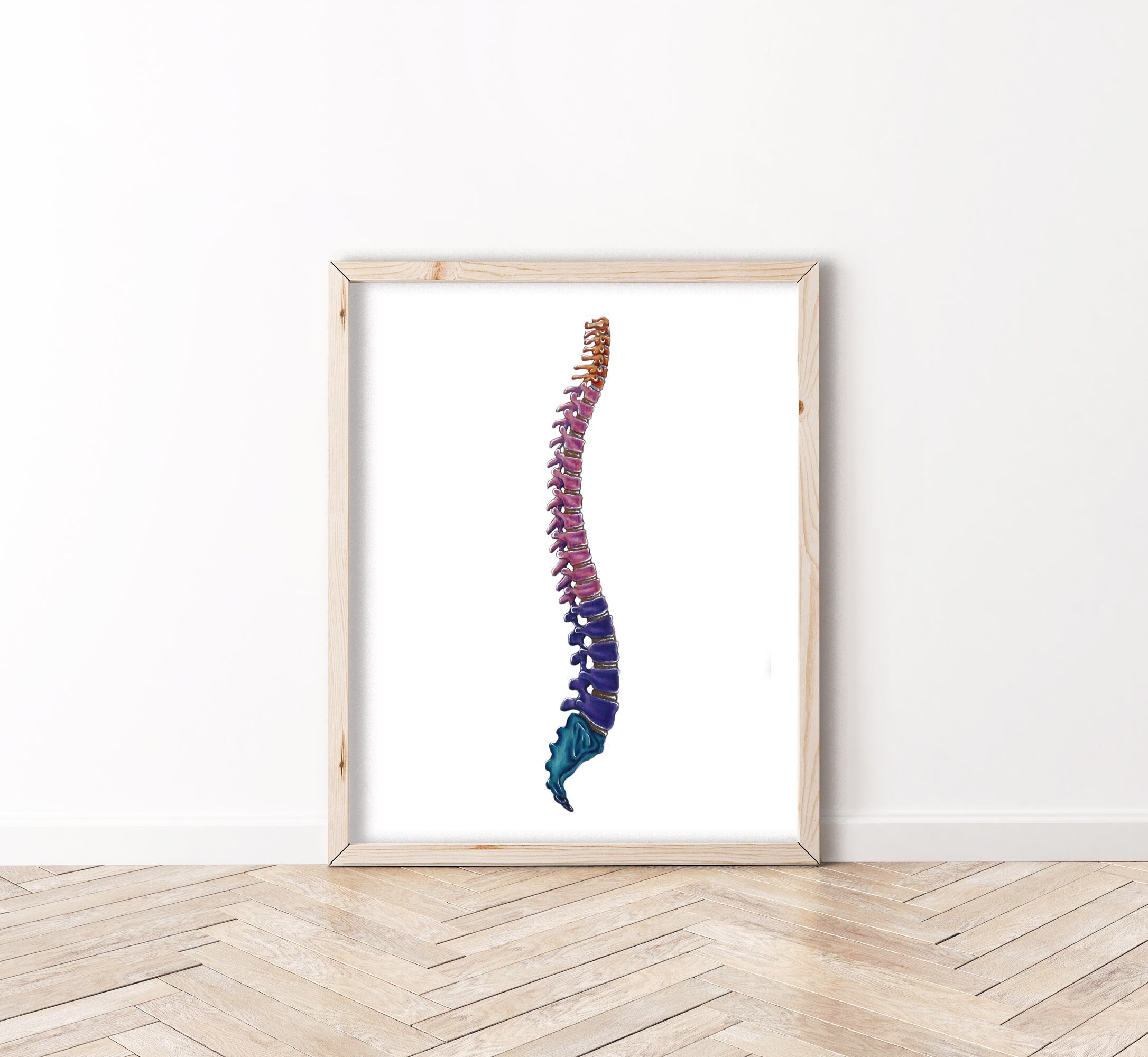 Color Coordinated Spinal Section Spine - Biocreativearts - Art Prints ...