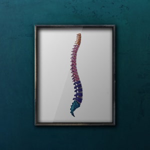 Color Coordinated Spinal Section Spine - Biocreativearts - Art Prints ...