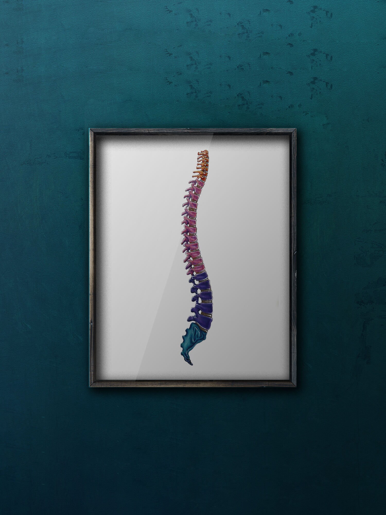 Color Coordinated Spinal Section Spine - Biocreativearts - Art Prints ...
