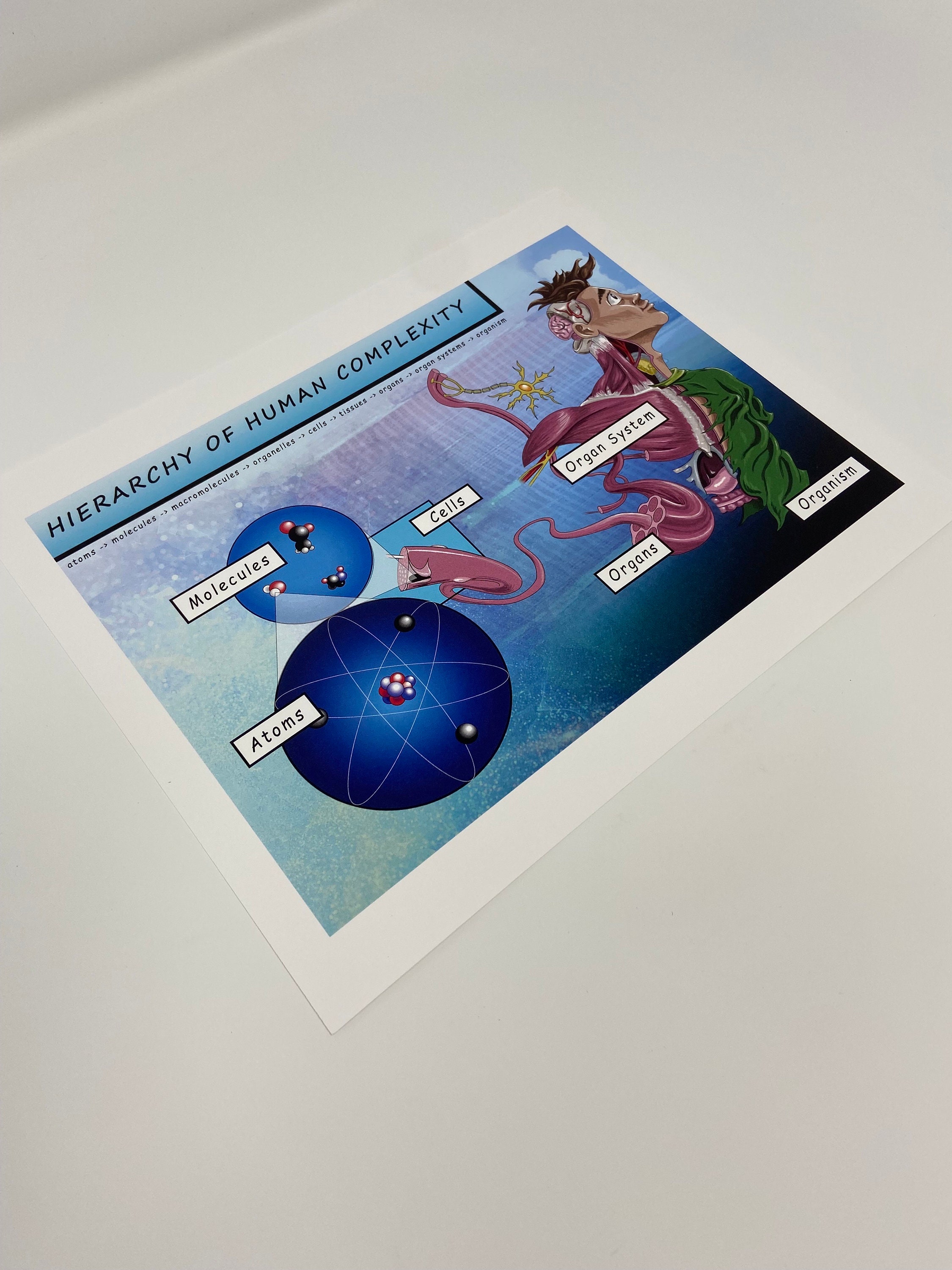 Hierarchy of Human Complexity Biocreativearts Art Prints/infographics ...