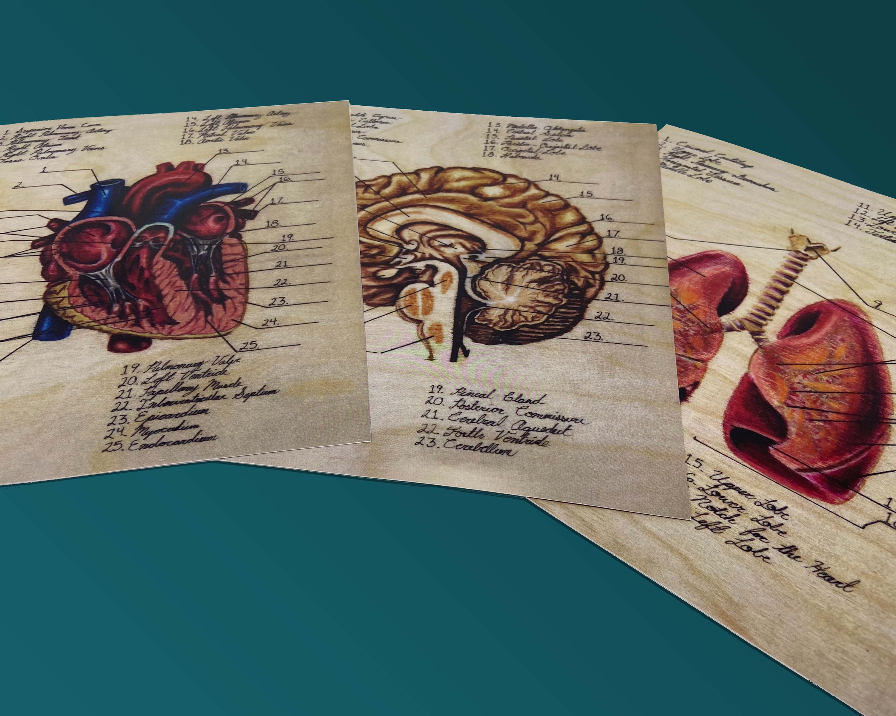 Anatomy of the Heart, Brain, and Lung Full Print Collection ...