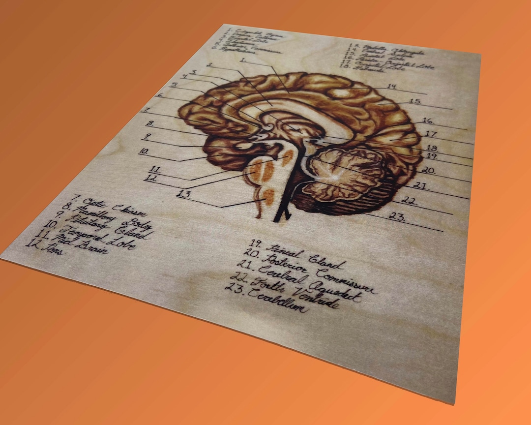 Sagittal Cut of the Brain Diagram Drawn on Wood - Biocreativearts - Art ...