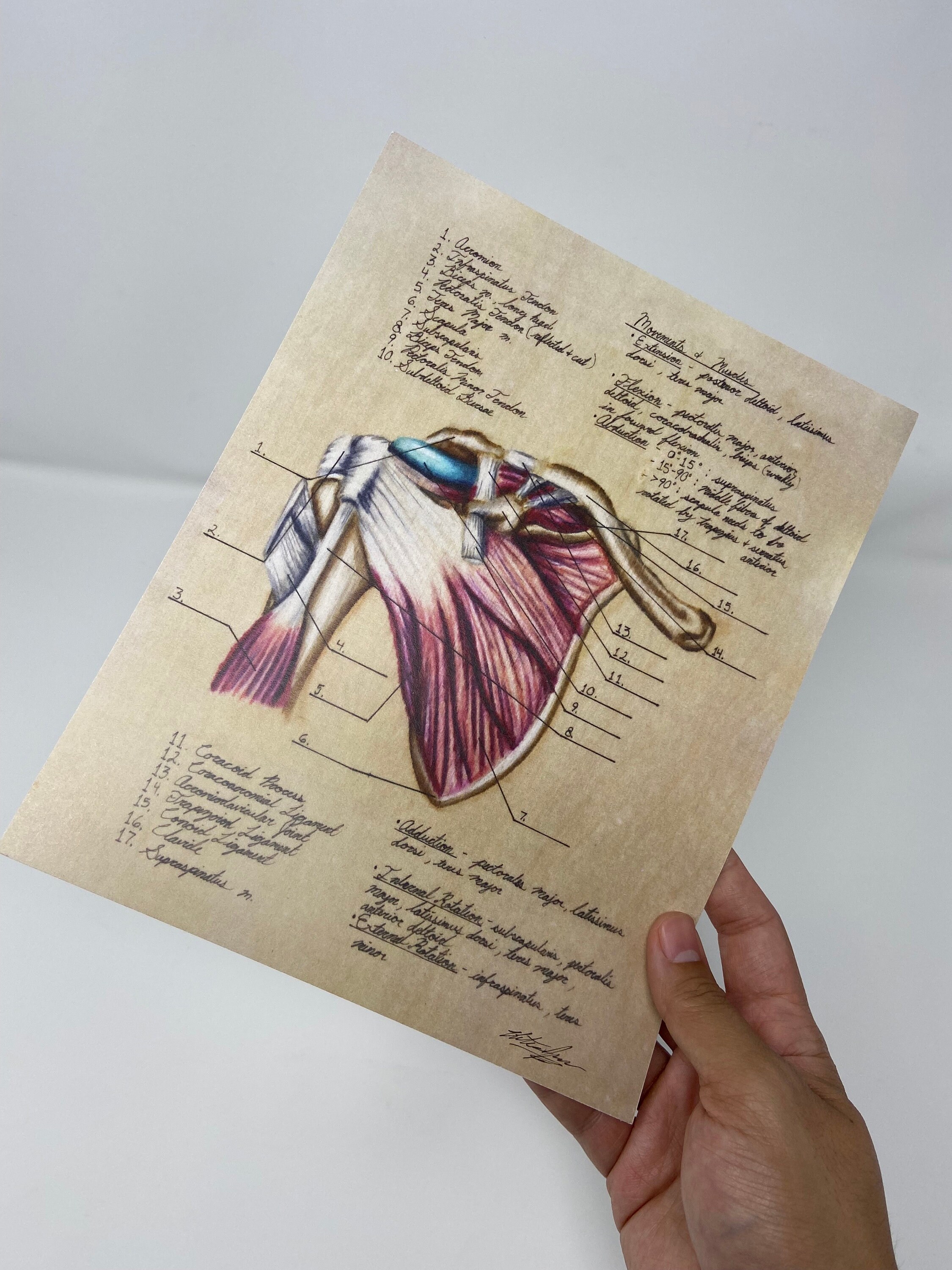 Anatomy of the Shoulder Diagram - Biocreativearts - Art Prints for ...