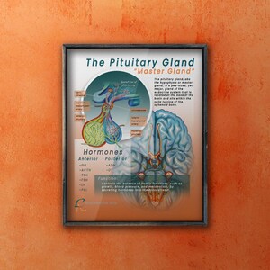 Pituitary "master Gland" Poster - Biocreative Arts - Art Print ...