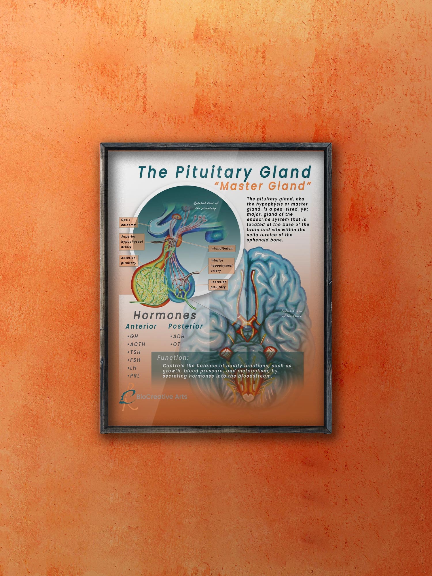 Pituitary "master Gland" Poster - Biocreative Arts - Art Print ...