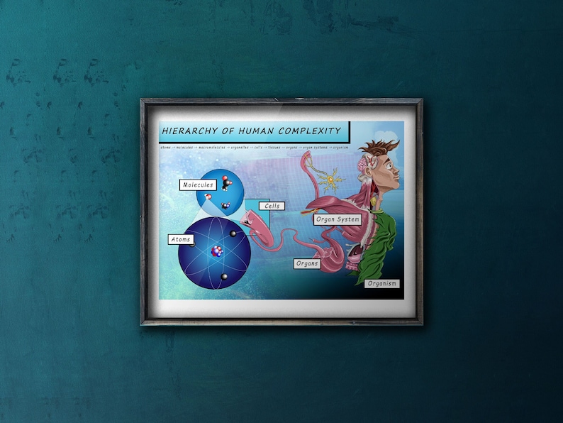 Hierarchy of Human Complexity Biocreativearts Art Prints/infographics ...