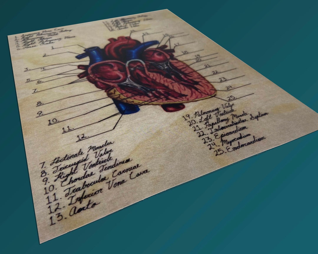 Coronal Cut of the Heart Diagram - Biocreativearts - Art Prints for ...