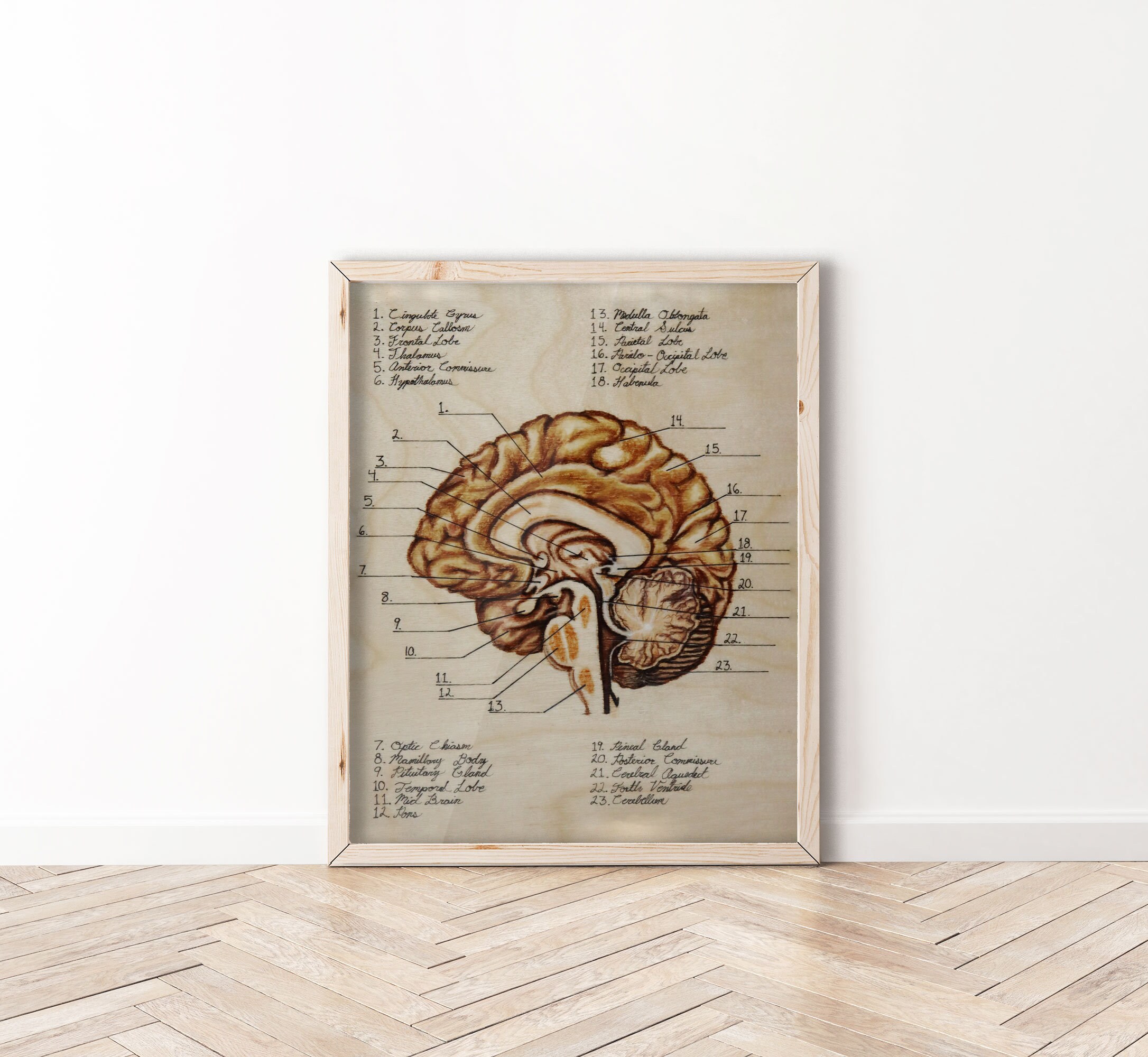 Sagittal Cut of the Brain Diagram Drawn on Wood - Biocreativearts - Art ...