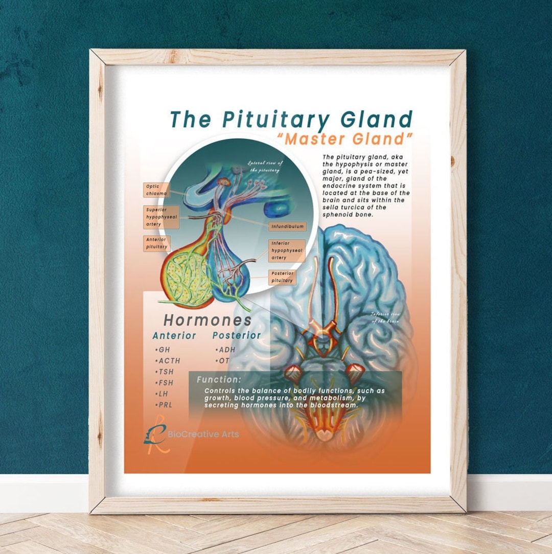 Pituitary "master Gland" Poster - Biocreative Arts - Art Print ...