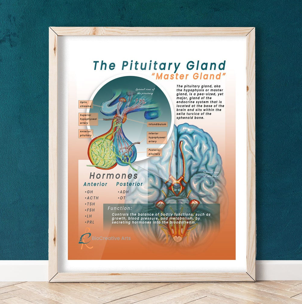 Pituitary "master Gland" Poster - Biocreative Arts - Art Print ...