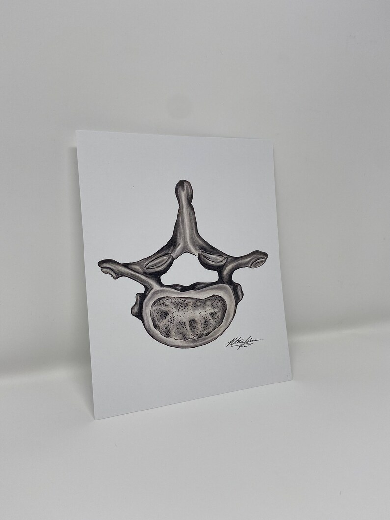 Thoracic Vertebrae Biocreativearts Art Prints for Anthropologists ...