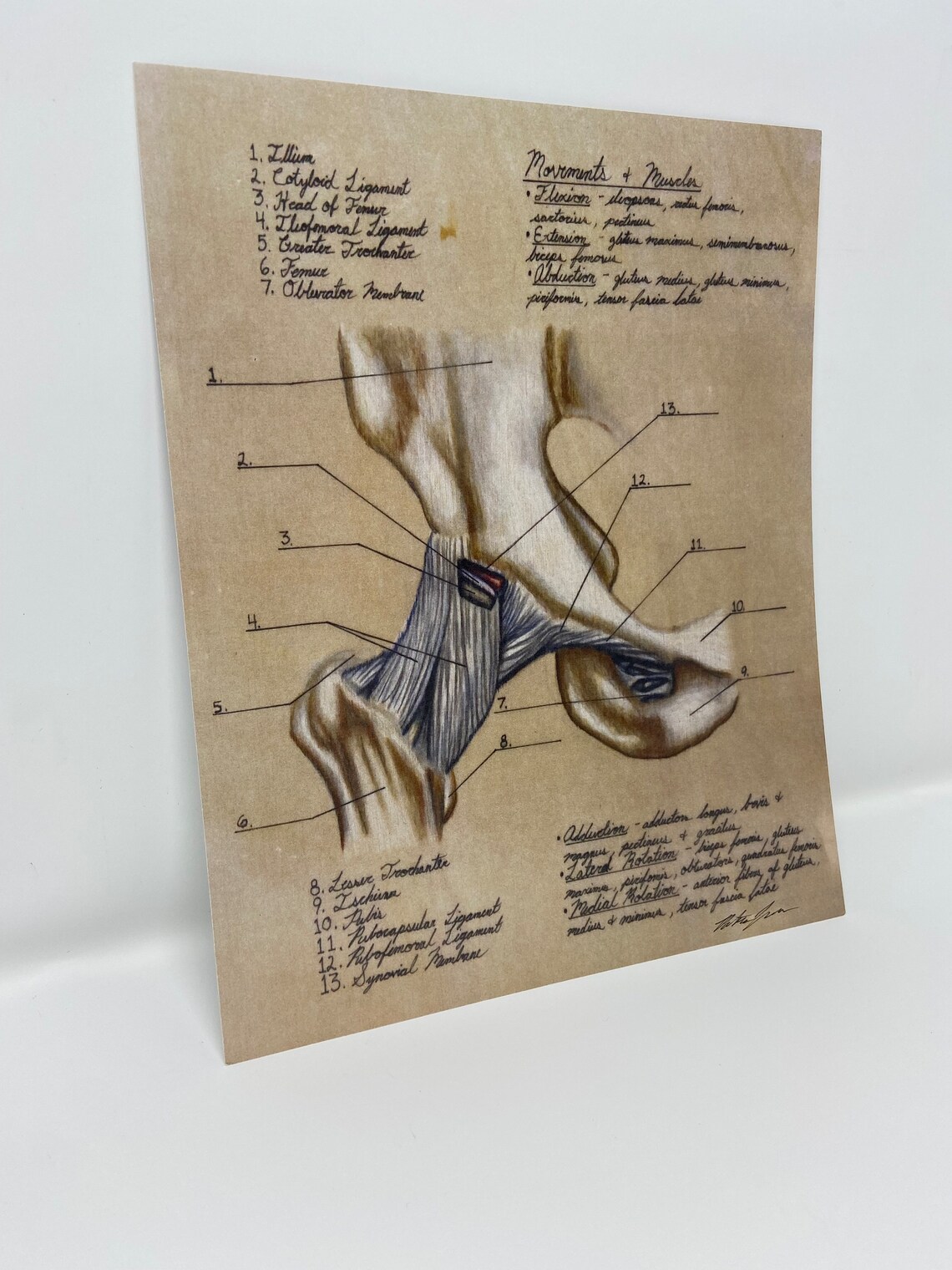 Anatomy of the Hip Diagram Drawn on Wood biocreativearts Art Prints for ...
