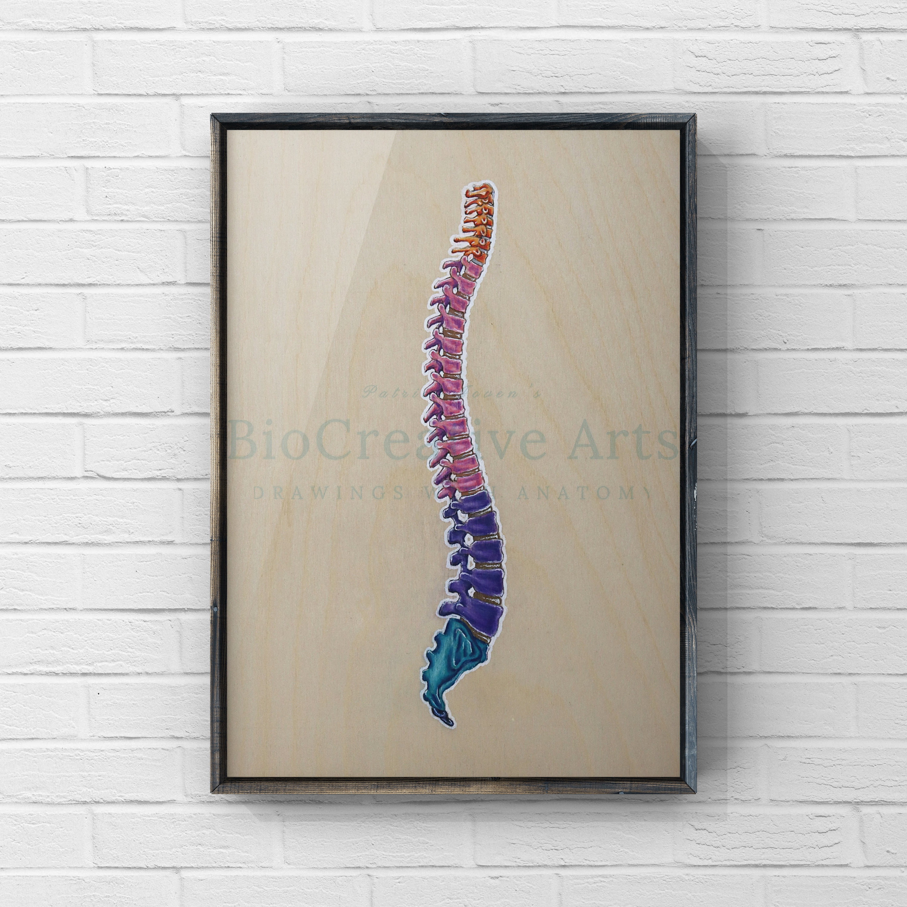 Color Coordinated Spinal Section Spine BioCreativeArts Art | Etsy