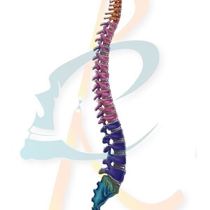 Color Coordinated Spinal Section Spine - Biocreativearts - Art Prints ...