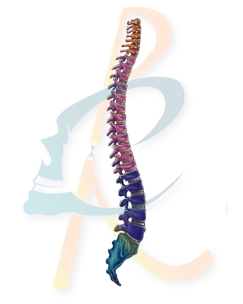 Color Coordinated Spinal Section Spine - Biocreativearts - Art Prints ...