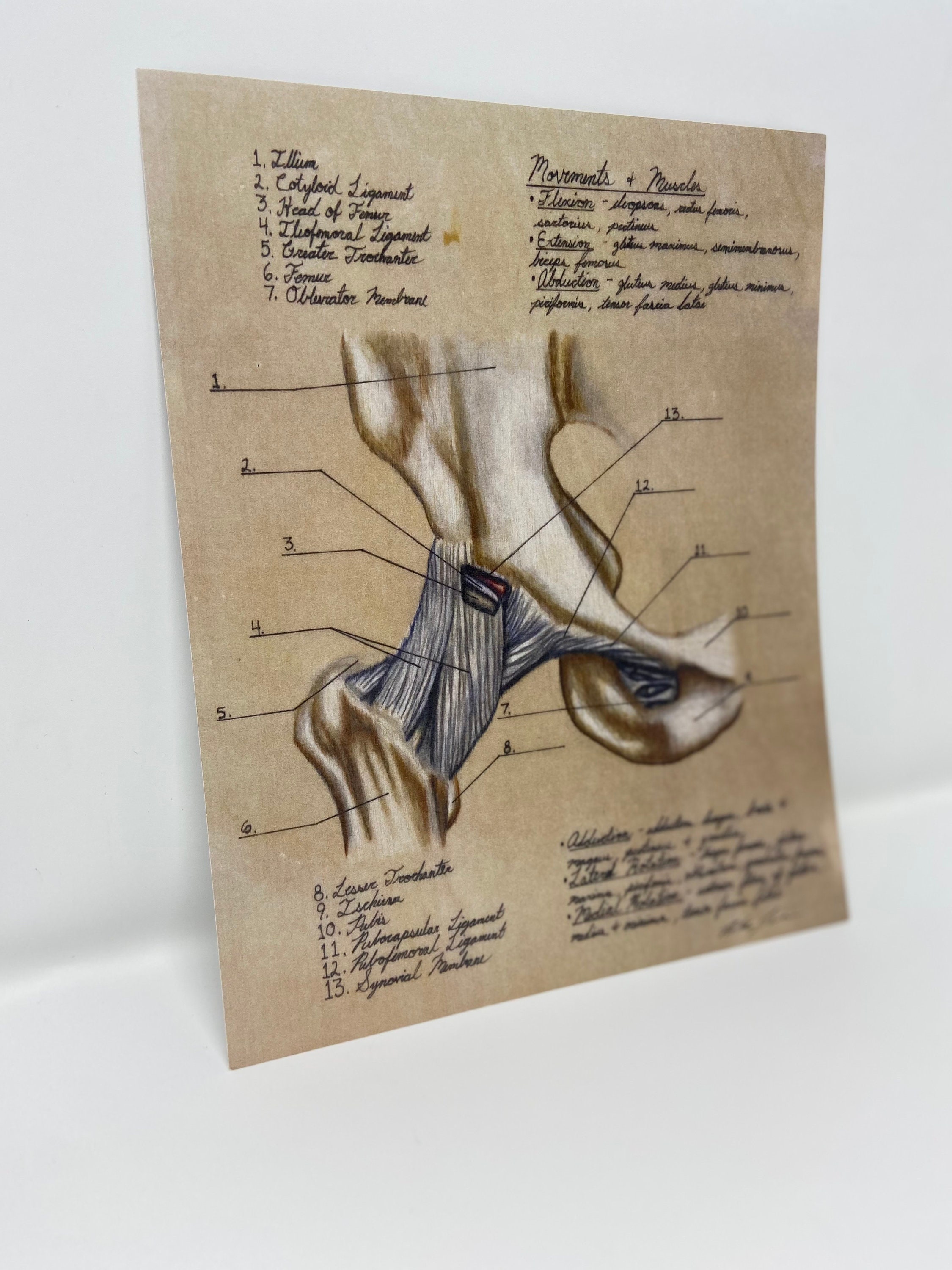 Anatomy of the Hip Diagram Drawn on Wood -biocreativearts - Art Prints ...